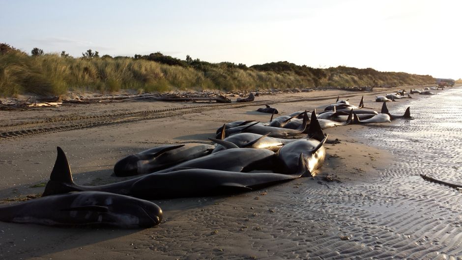 Environmental Monitor | AI Buoys Could Help Predict Whale Strandings in ...